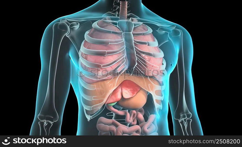 3D animated male internal organs anatomy 3D illustration. 3D animated ...
