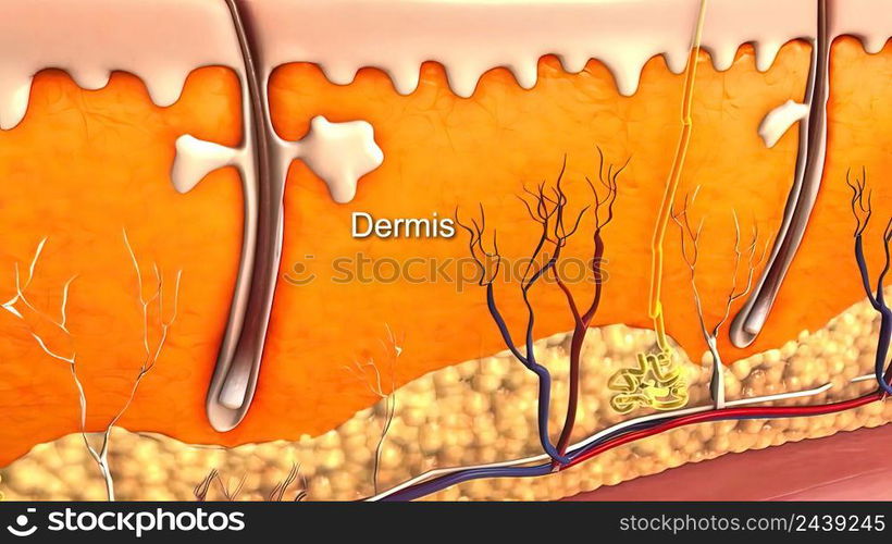 Anatomical structure of the skin 3D illustration. Anatomical structure ...