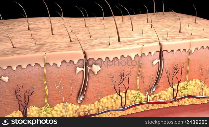Anatomical structure of the skin 3D illustration. Anatomical structure ...