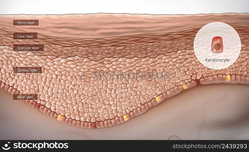 Anatomical structure of the skin 3D illustration. Anatomical structure ...