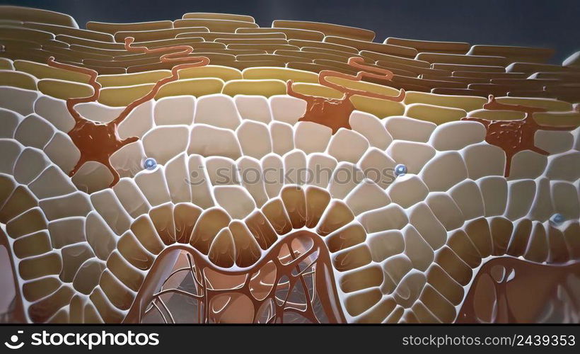 Anatomical structure of the skin 3D illustration. Anatomical structure ...