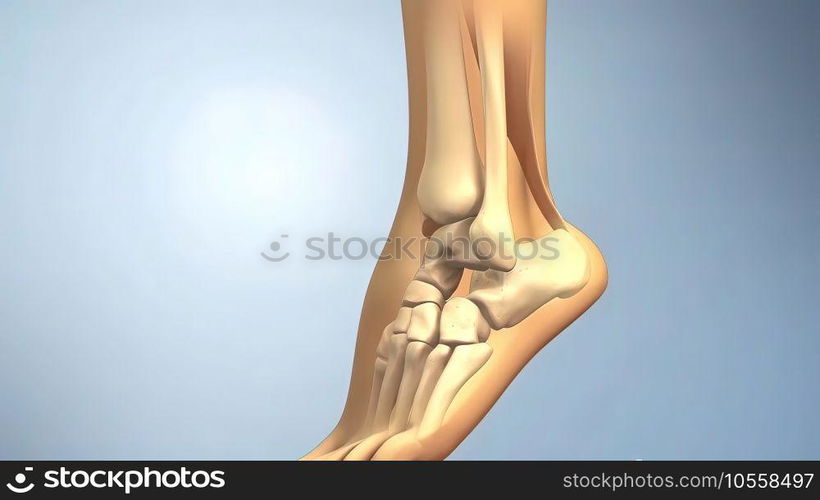 Anatomy,achilles tendon ,soleus calcaneus 3d Medical Anatomy. Anatomy ...