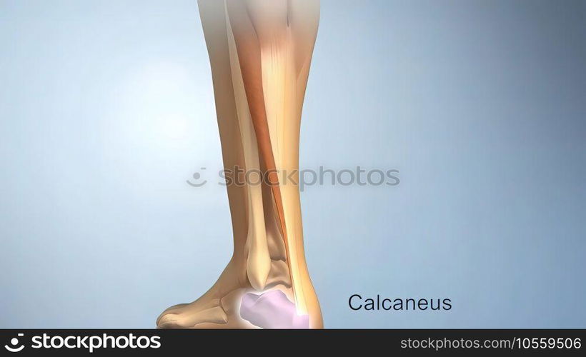 Anatomy,achilles tendon ,soleus calcaneus 3d Medical Anatomy. Anatomy ...