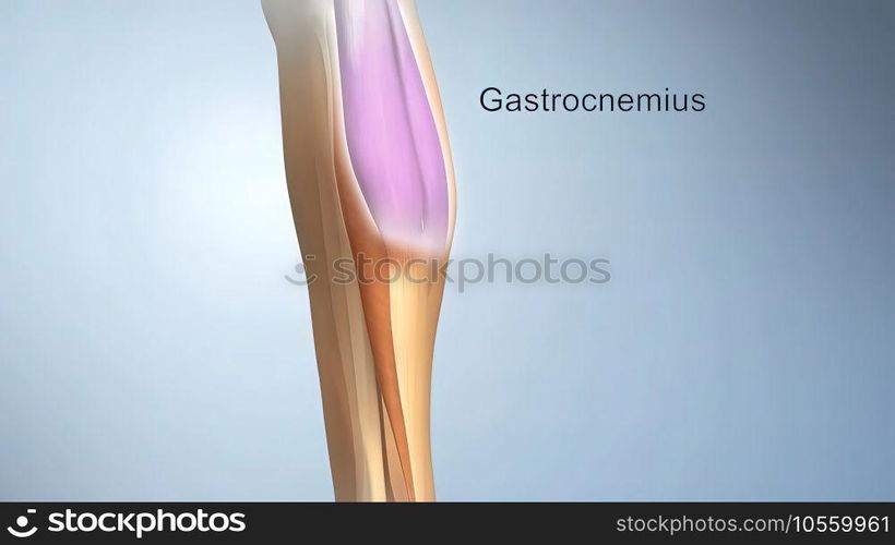 Anatomy,achilles tendon ,soleus calcaneus 3d Medical Anatomy. Anatomy ...