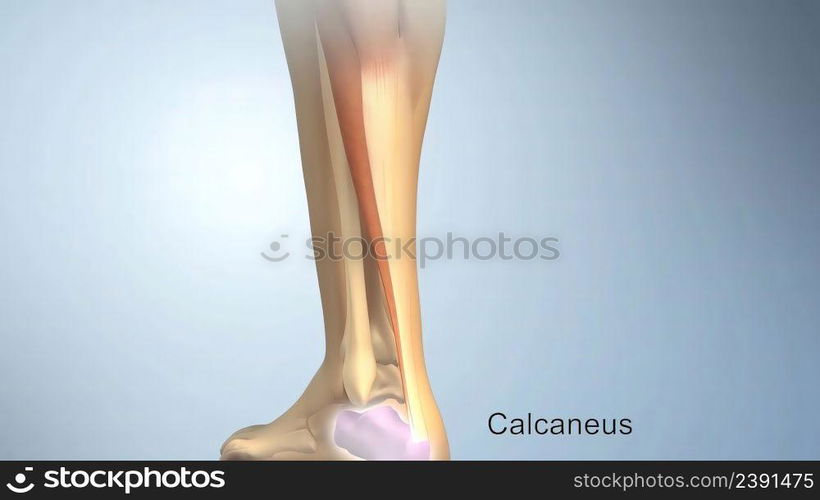 Anatomy, achilles tendon ,soleus calcaneus 3d Medical Anatomy Anatomy ...