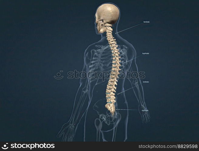 Anatomy of a Normal Spine 3d illustration. Anatomy of a Normal Spine ...