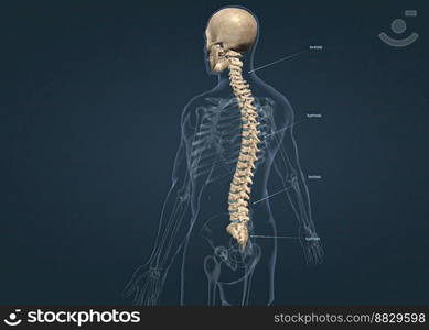 Anatomy of a Normal Spine 3d illustration. Anatomy of a Normal Spine ...