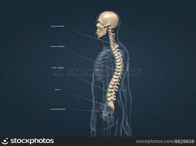 Anatomy of a Normal Spine 3d illustration. Anatomy of a Normal Spine ...