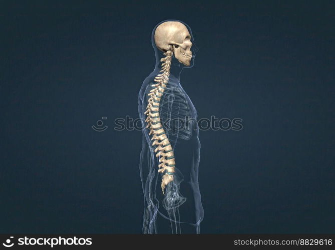 Anatomy of a Normal Spine 3d illustration. Anatomy of a Normal Spine ...