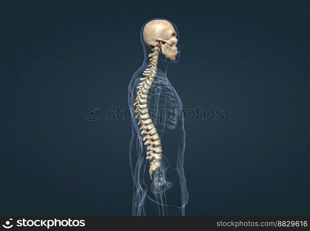 Anatomy of a Normal Spine 3d illustration. Anatomy of a Normal Spine ...