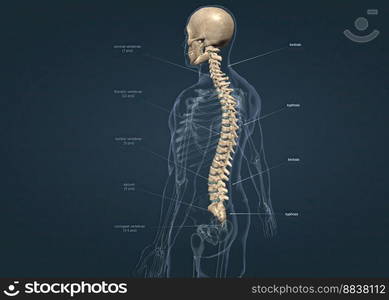 Anatomy of a Normal Spine 3d illustration. Anatomy of a Normal Spine ...