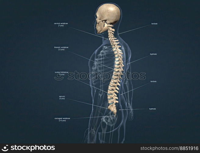 Anatomy of a Normal Spine 3d illustration. Anatomy of a Normal Spine ...