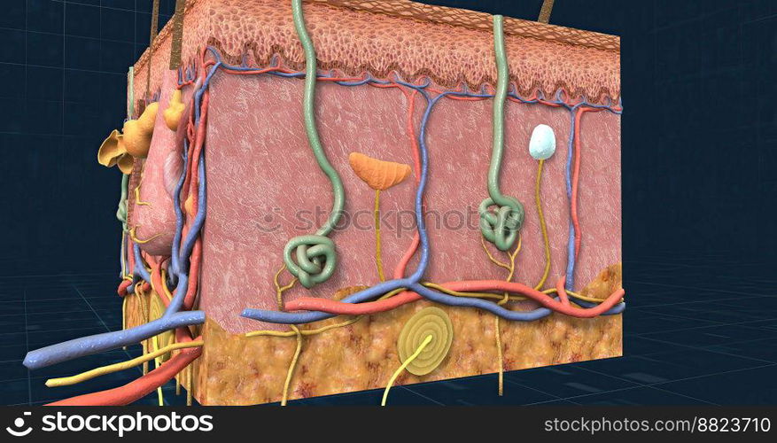 Anatomy of the skin, showing the epidermis, dermis, and subcutaneous ...