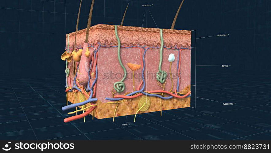 Anatomy of the skin, showing the epidermis, dermis, and subcutaneous ...