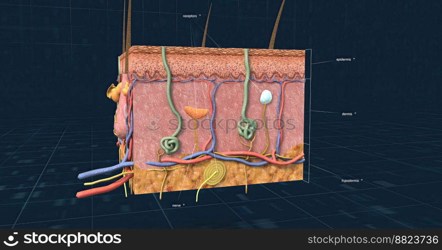 Anatomy of the skin, showing the epidermis, dermis, and subcutaneous ...