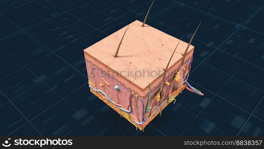 Anatomy of the skin, showing the epidermis, dermis, and subcutaneous ...