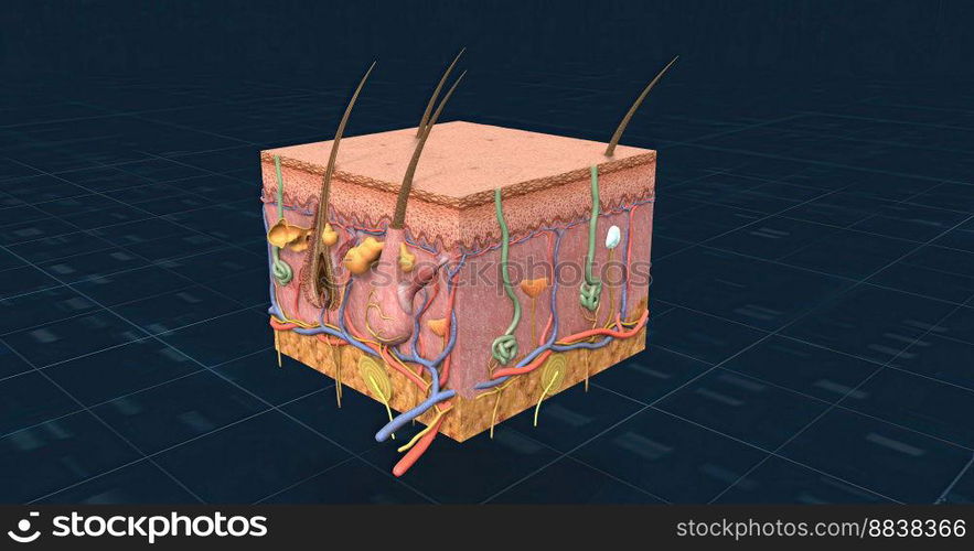 Anatomy of the skin, showing the epidermis, dermis, and subcutaneous ...
