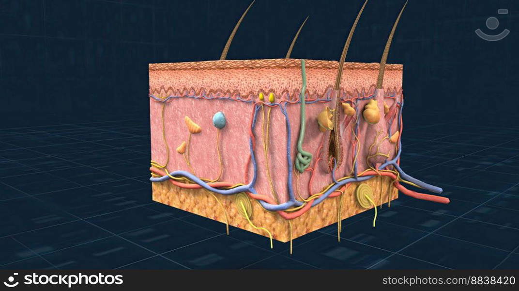 Anatomy of the skin, showing the epidermis, dermis, and subcutaneous ...
