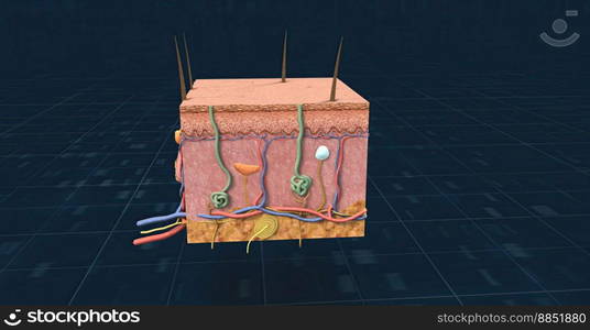 Anatomy of the skin, showing the epidermis, dermis, and subcutaneous ...