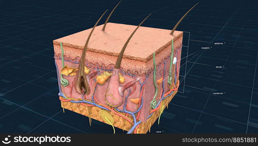 Anatomy of the skin, showing the epidermis, dermis, and subcutaneous ...