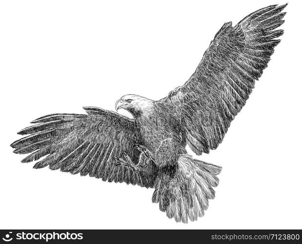 Bald eagle swoop attack hand draw sketch black line on white background ...
