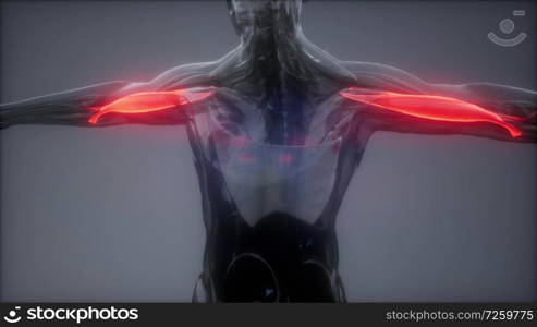 biceps - Visible muscle anatomy map — Stockphotos.com