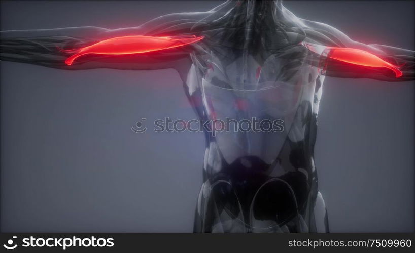 biceps - Visible muscle anatomy map — Stockphotos.com