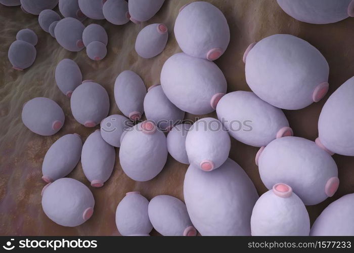 Candida albicans is a diploid fungus that grows both as yeast and ...