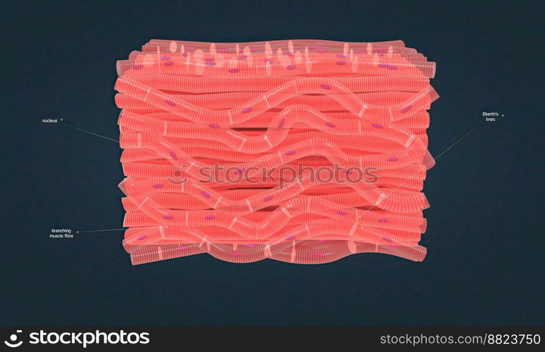 Cardiac muscle tissue, structure and function 3d illustration. Cardiac ...