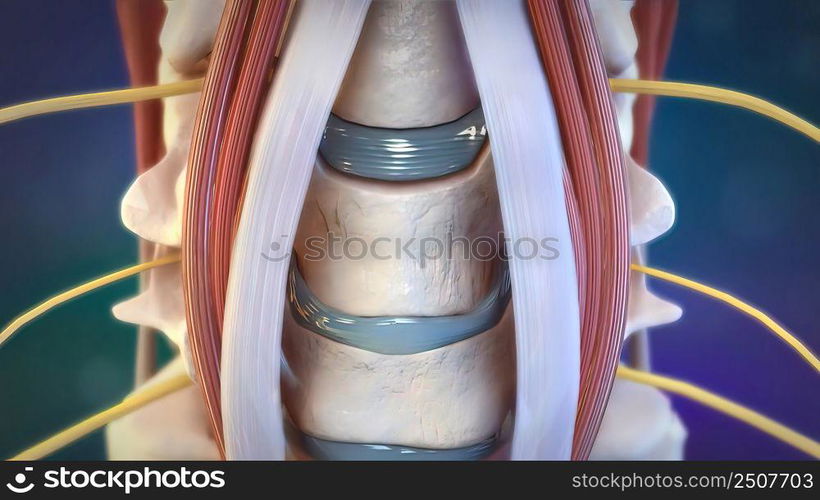 Cervical nerve roots exit the cervical spine through the intervertebral ...