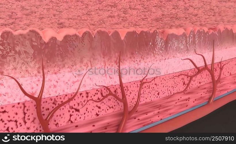 Cervical nerve roots exit the cervical spine through the intervertebral ...
