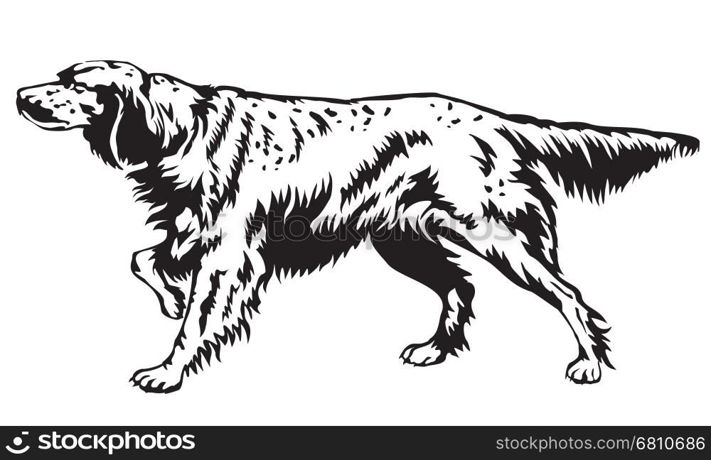 Decorative Dog English setter vector Illustration — Stockphotos.com
