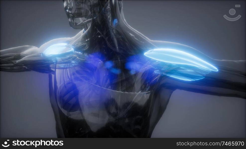 pectoral muscule - Visible muscle anatomy map. pectorsl muscule ...