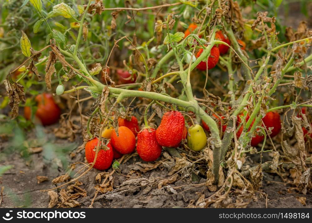 Dried tomatoes. Bad harvest. Unsatisfactory results of growing organic ...