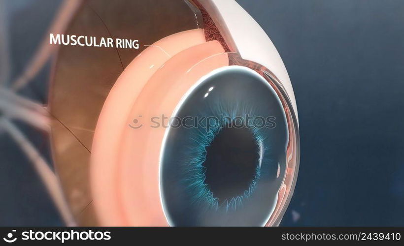 Eye Anatomy - Internal Structure, Medically Accurate 3D illustration ...