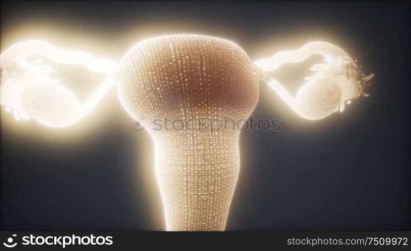 Female Reproductive System Anatomy animation. Female Reproductive ...