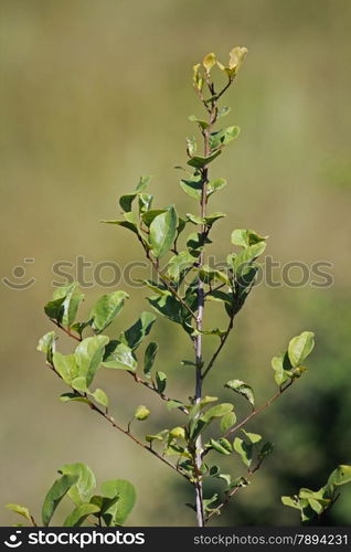 Henna, Lawsonia inermis also known as hina, the henna tree, the ...
