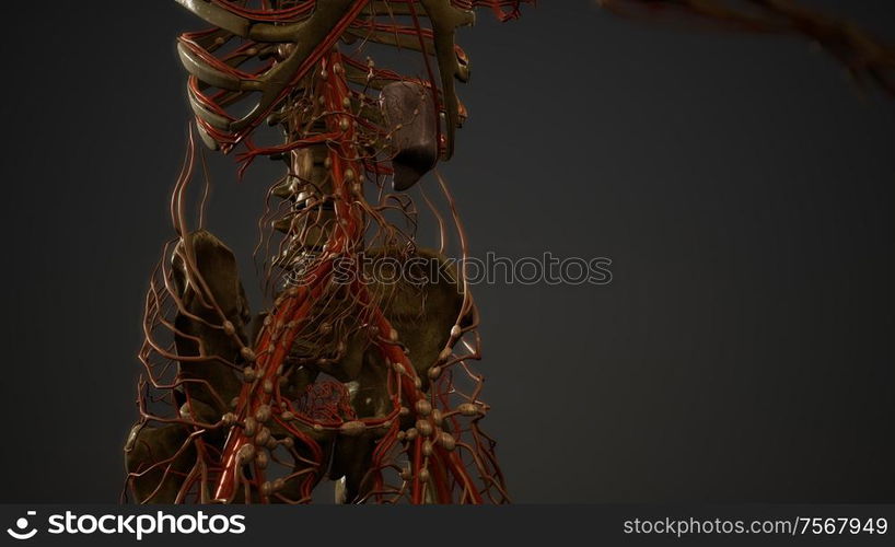 Human body blood vessel anatomy — Stockphotos.com