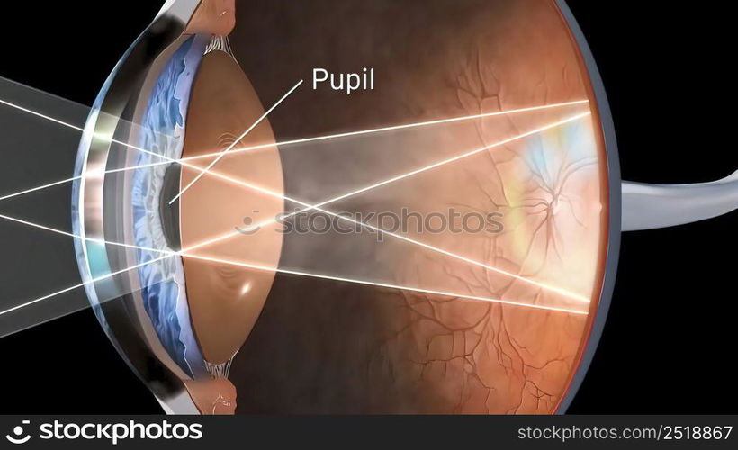human eye vision structure 3d illustration. human eye vision structure ...