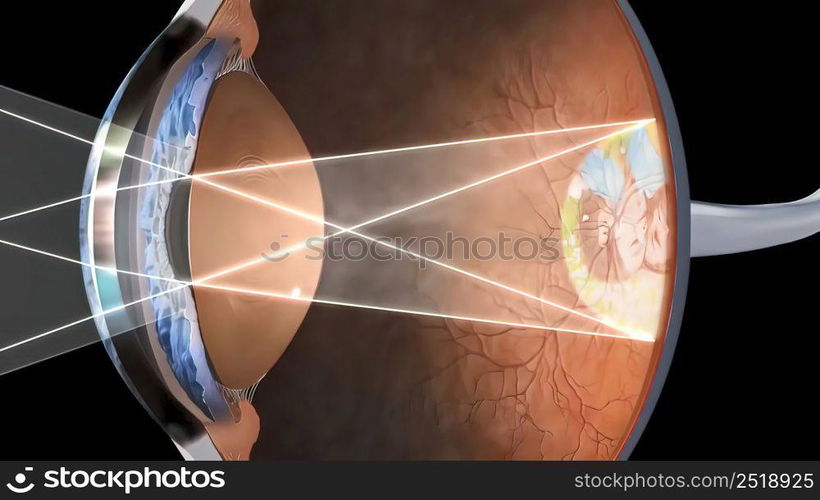 human eye vision structure 3d illustration. human eye vision structure ...