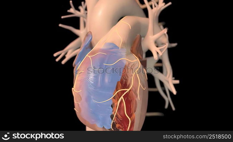 Human heart, realistic anatomy 3d model of human heart on the monitor ...