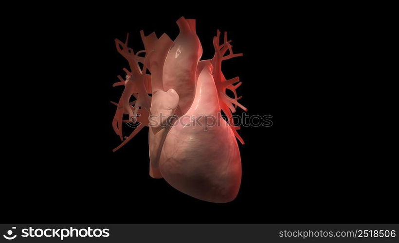 Human heart, realistic anatomy 3d model of human heart on the monitor ...