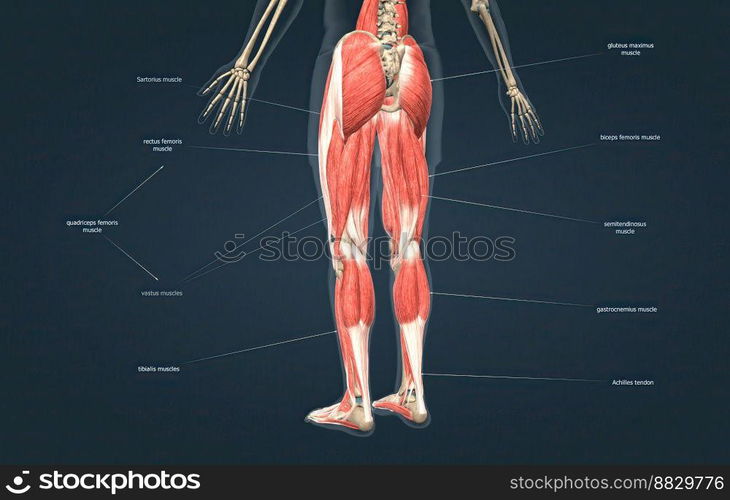 Human uscles of the lower limb 3D illustration. Human muscles of the ...