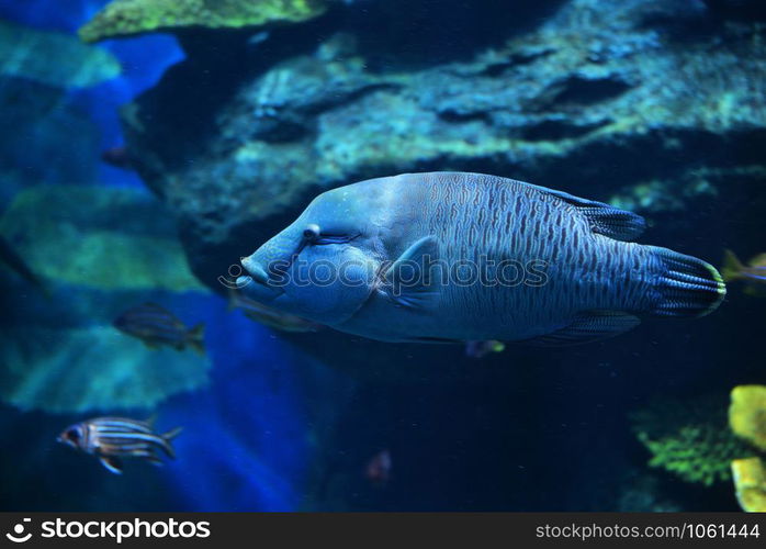 Humphead maori wrasse fish / Napoleon fish swimming marine life ...