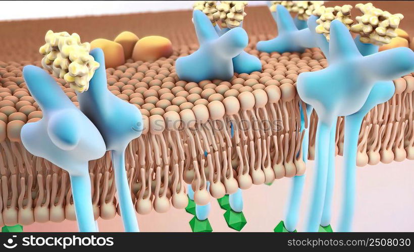 insulin receptors 3d medical illustration. insulin receptors 3d ...