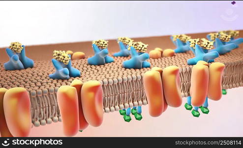insulin receptors 3d medical illustration. insulin receptors 3d ...