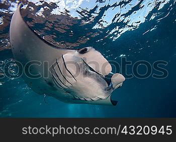 Manta Ray Manta alfredi feeds at the surface of the sea , Bali ...
