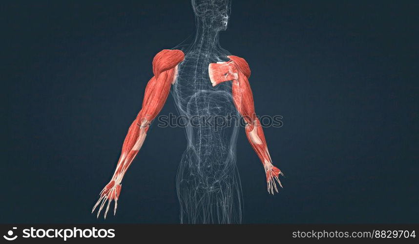 Muscles of the upper limbs 3D illustration. Muscles of the upper limbs ...