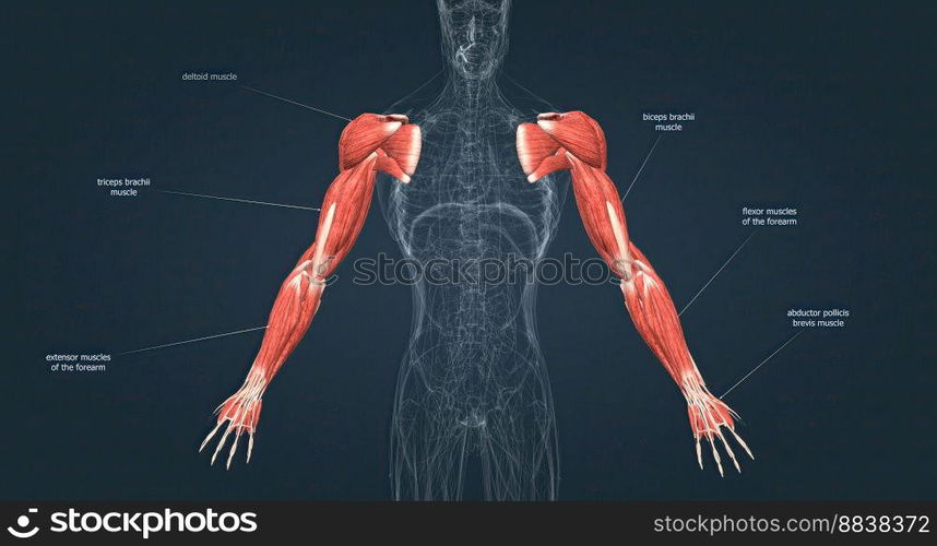 Muscles of the upper limbs 3D illustration. Muscles of the upper limbs ...