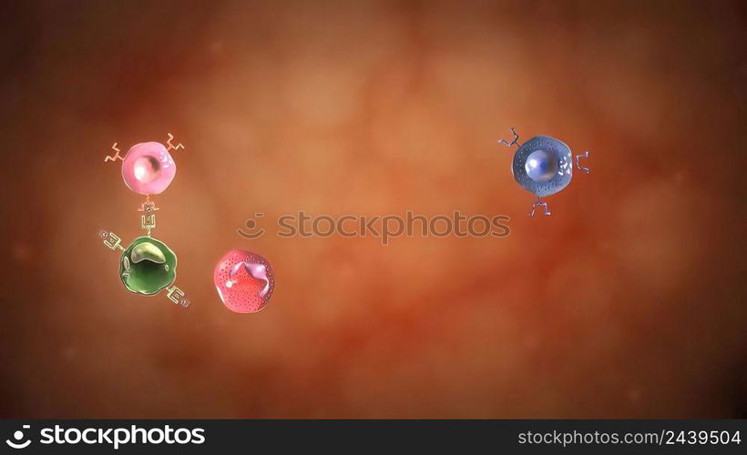 of Effector Stages of Cell 3D illustration. of Effector Stages of Cell ...